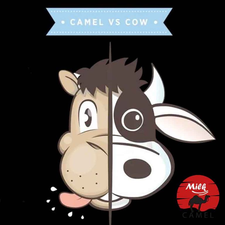 Camel Milk vs. Cow’s Milk: Understanding the Differences - Camel Milk ...