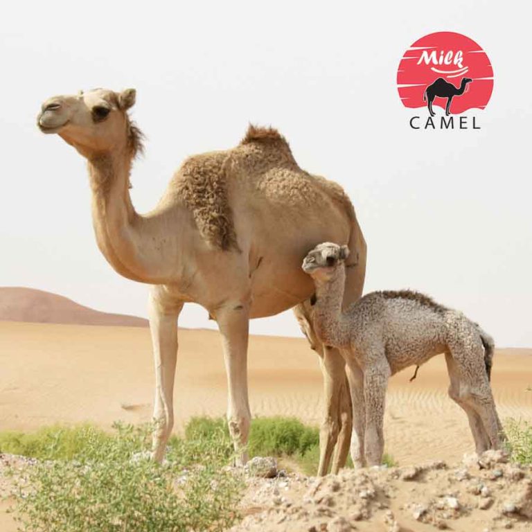 The Ultimate Guide to Camel Milk Nutrition: Everything You Need to Know ...